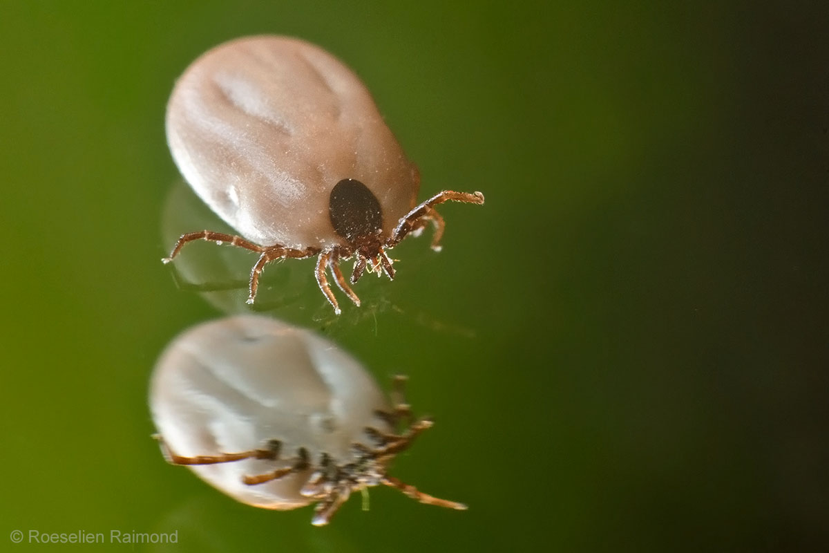 Tekenbeten - huisartsoverschie.nl